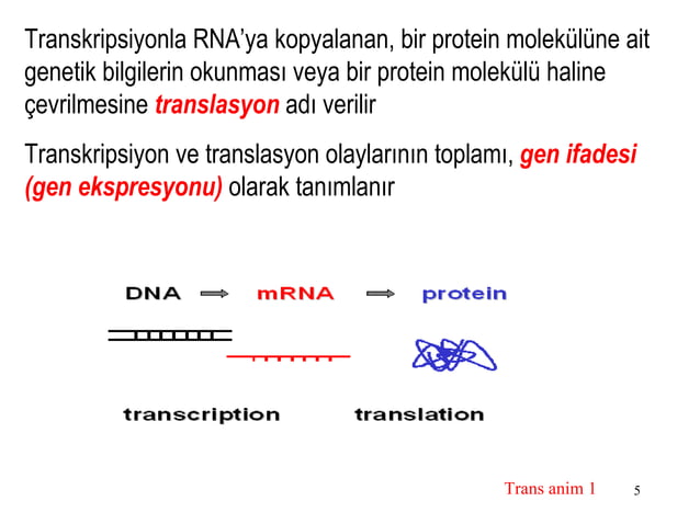 Transkripsiyon | PPT