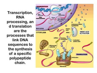Translation 111109085833-phpapp01 | PPT