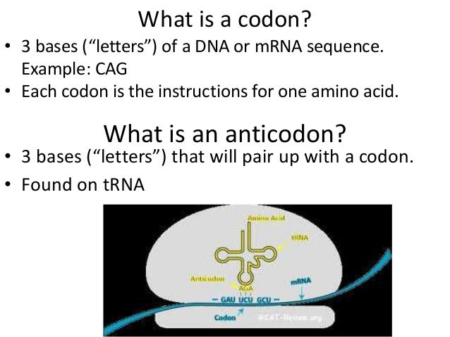 Anticodon Definition
