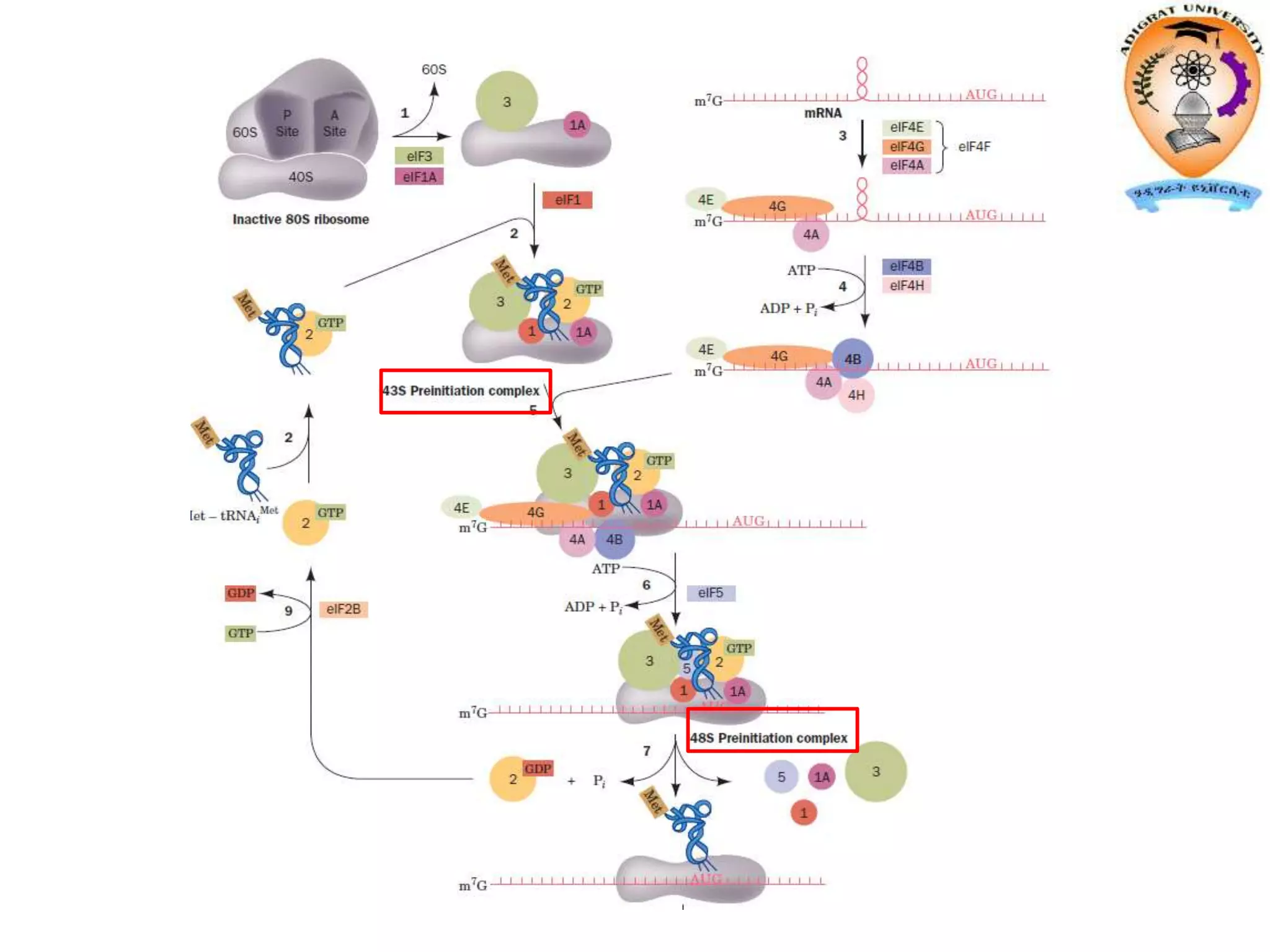 Translation | PPTX | Chemistry | Science