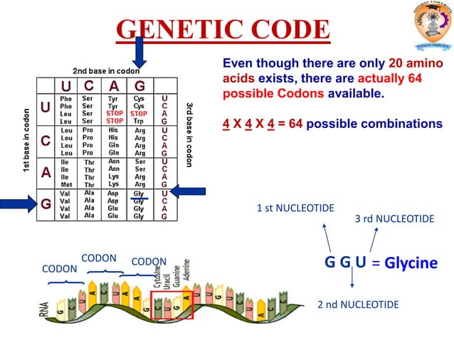 Translation | PPTX | Chemistry | Science