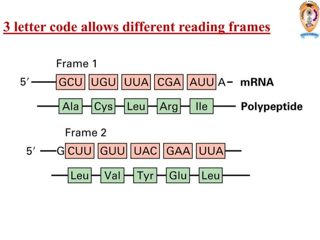 Translation | PPTX | Chemistry | Science