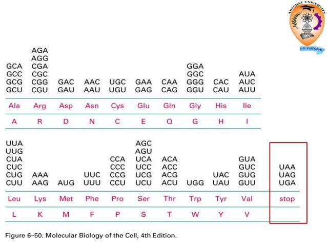 Translation | PPTX | Chemistry | Science