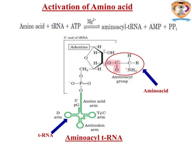 Translation | PPTX | Chemistry | Science