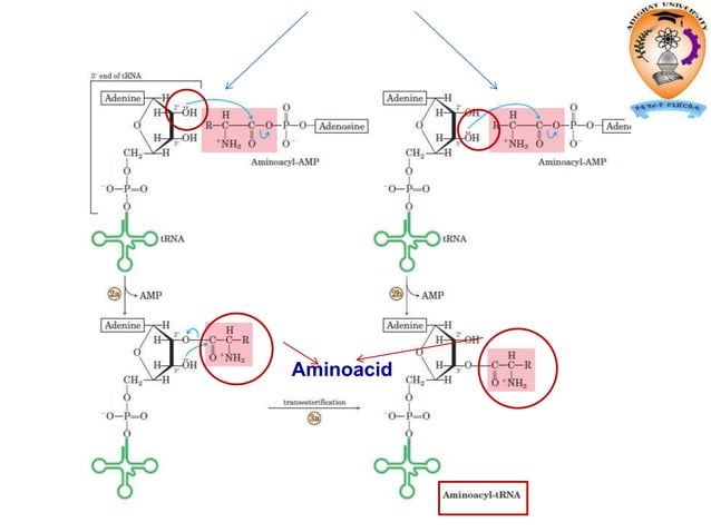 Translation | PPTX | Chemistry | Science