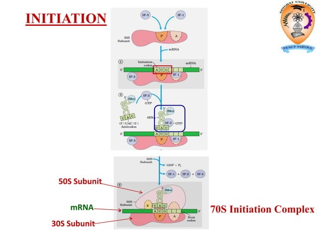 Translation | PPTX | Chemistry | Science