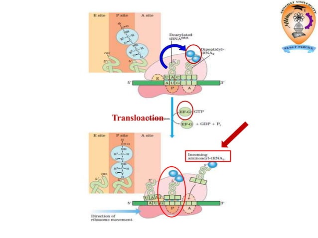 Translation | PPTX | Chemistry | Science