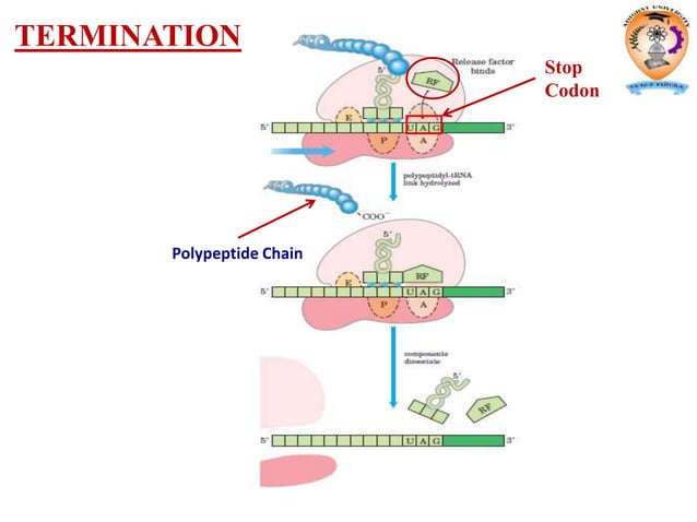 Translation | PPTX | Chemistry | Science