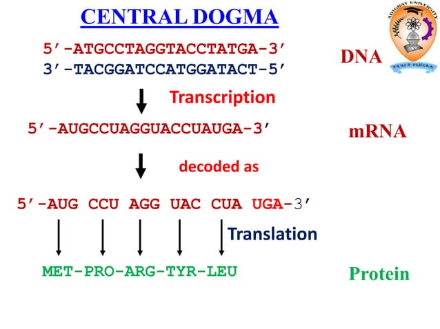 Translation | PPTX | Chemistry | Science