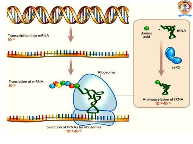 Translation | PPTX | Chemistry | Science
