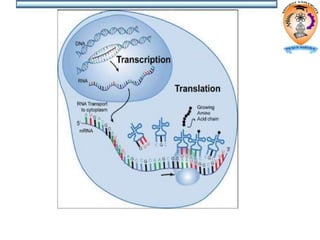 Translation Diagram Biology