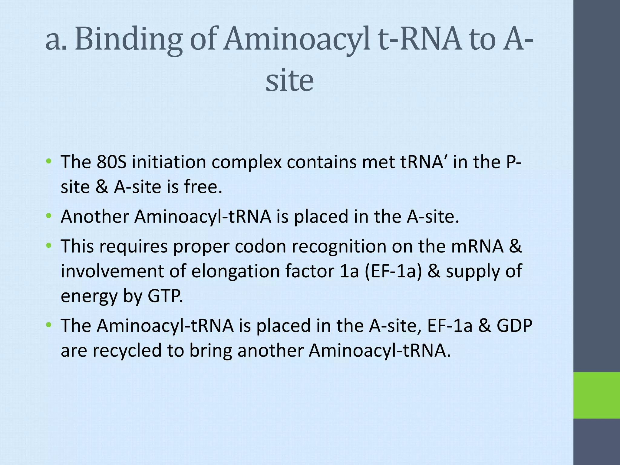 Translation in Eukaryotes. | PPTX