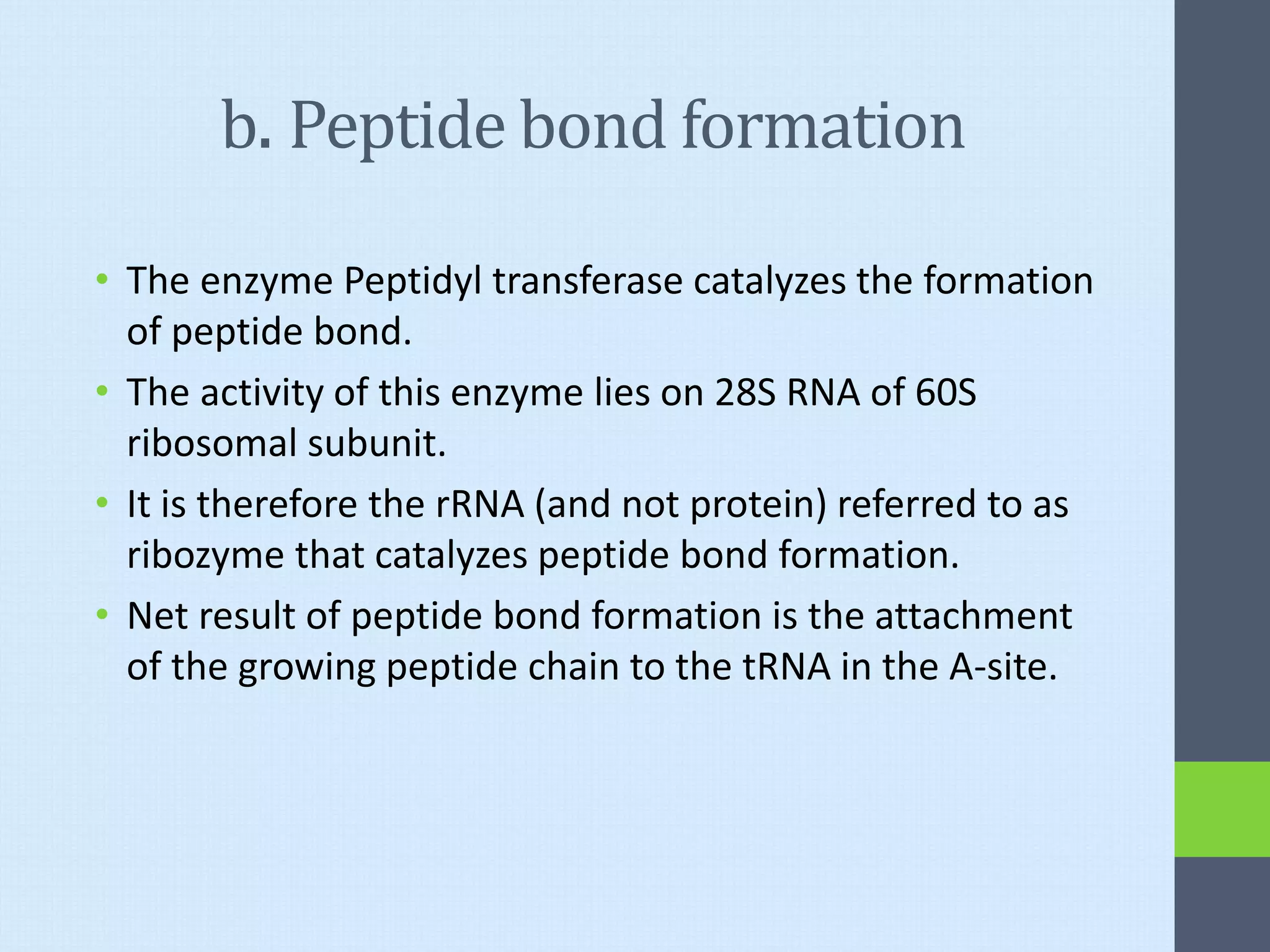 Translation in Eukaryotes. | PPTX