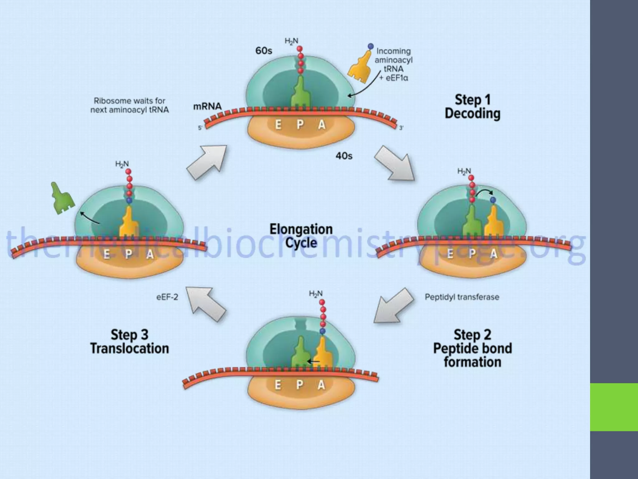 Translation in Eukaryotes. | PPTX