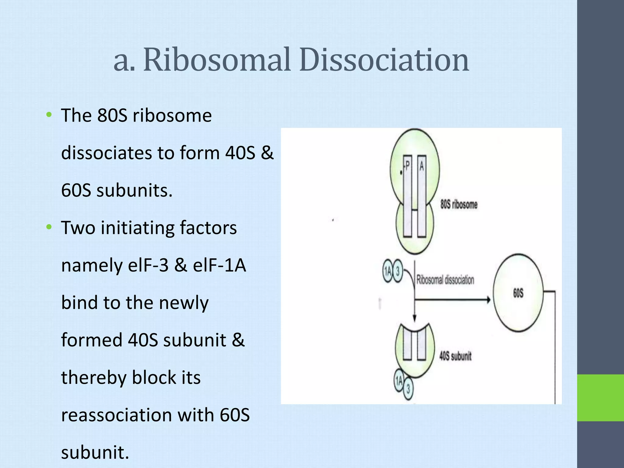 Translation in Eukaryotes. | PPTX