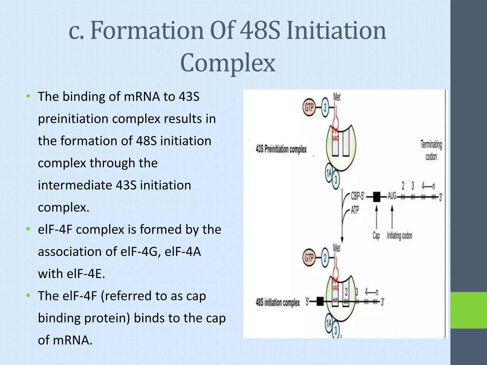 Translation in Eukaryotes. | PPTX