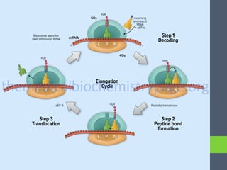 Translation in Eukaryotes. | PPTX