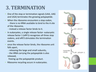 Translation in Eukaryotes. | PPTX