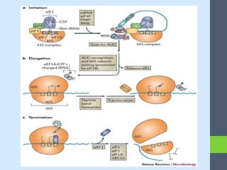 Translation in Eukaryotes. | PPTX