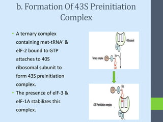 Translation in Eukaryotes. | PPTX