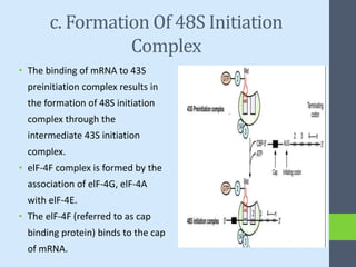 Translation in Eukaryotes. | PPTX