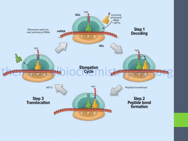 Translation in Eukaryotes. | PPT
