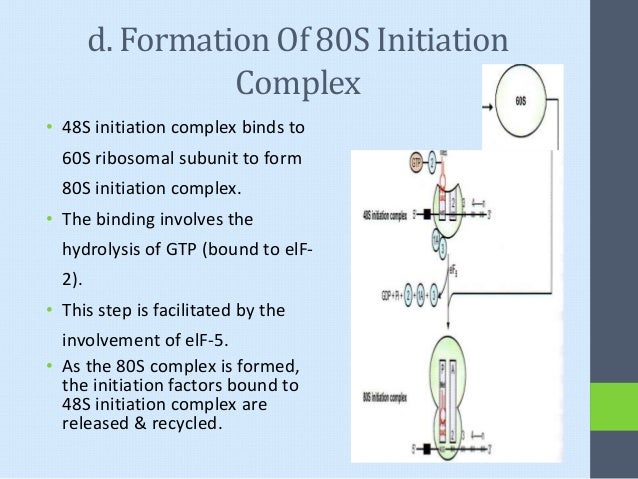 Translation in Eukaryotes.