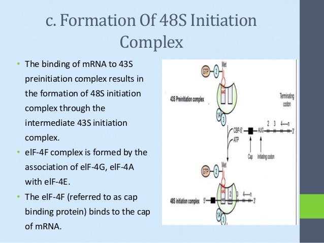 Translation in Eukaryotes.