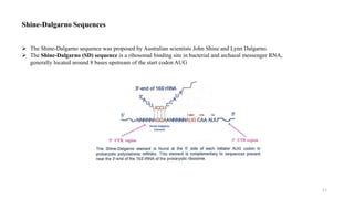 Translation in Prokaryotes and Eukaryotes | PPTX