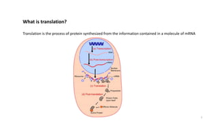 Translation in Prokaryotes and Eukaryotes | PPTX