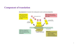 Translation in Prokaryotes and Eukaryotes | PPTX