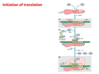 Translation | PPT