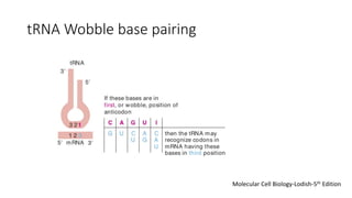 Translation in eukaryotes | PPTX
