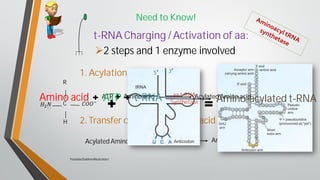 Translation In Prokaryotes and Eukaryotes By Muhammad Arslan Yasin | PPT
