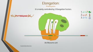 Translation In Prokaryotes and Eukaryotes By Muhammad Arslan Yasin | PDF