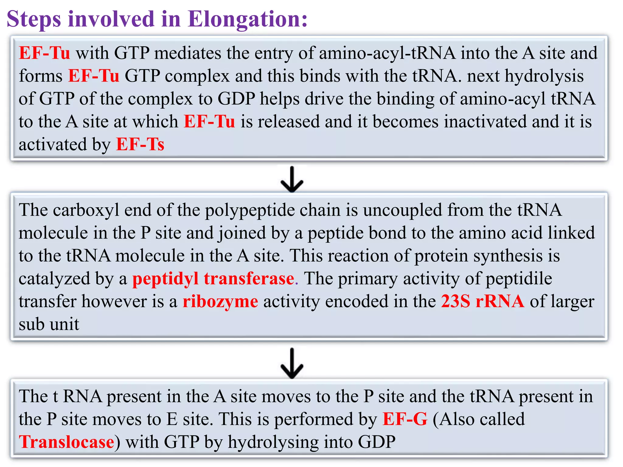 Translation(molecular biology) | PPTX