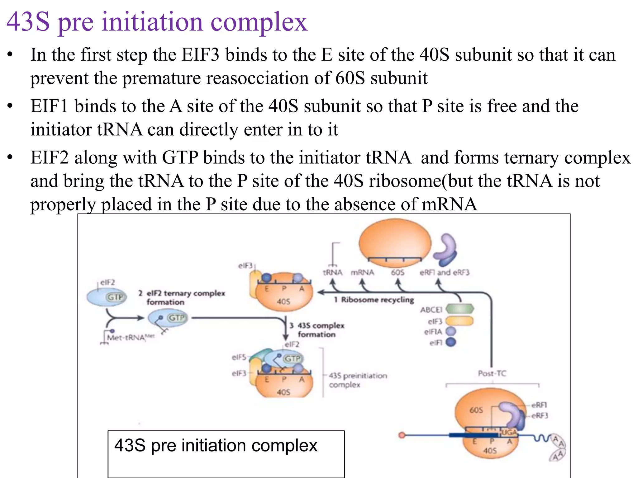 Translation(molecular biology) | PPTX
