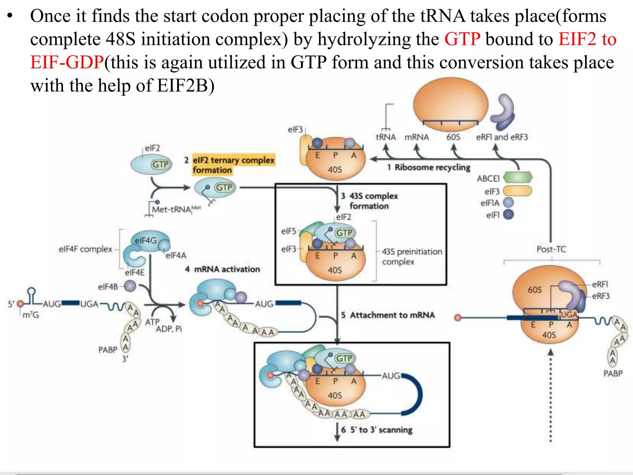 Translation(molecular biology) | PPTX