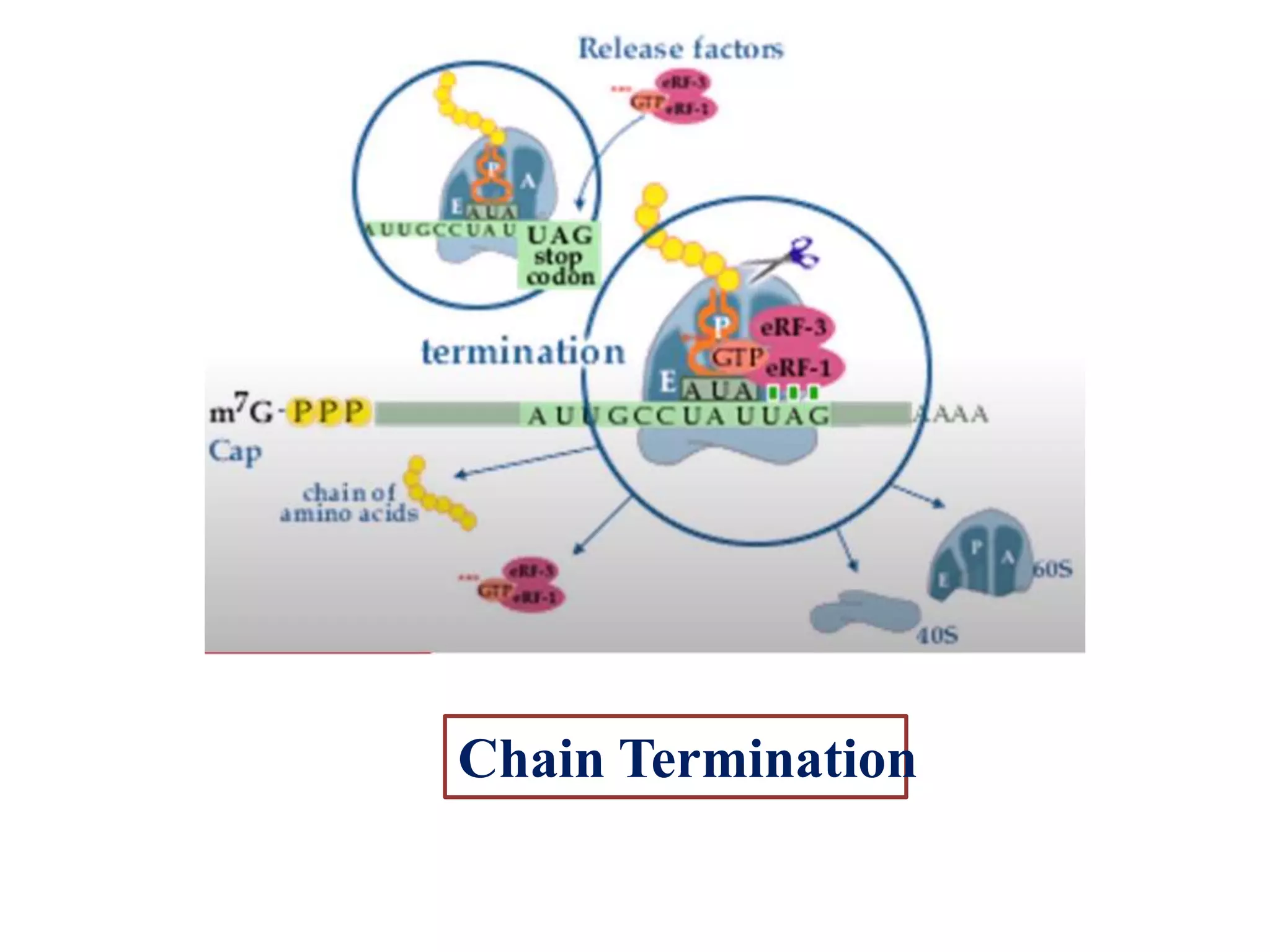Translation(molecular biology) | PPTX
