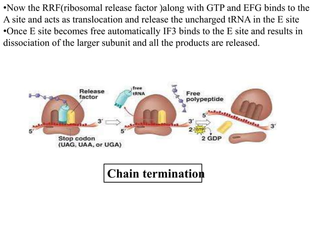 Translation(molecular biology) | PPTX