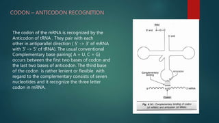 Translation of of mRNA to protein | PPTX