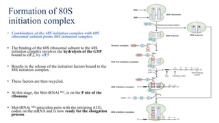 Translation - prokaryotes and eukaryotes | PPTX