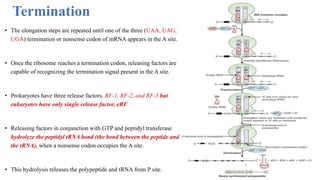 Translation - prokaryotes and eukaryotes | PPTX