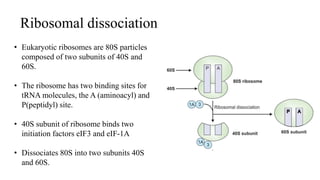 Translation - prokaryotes and eukaryotes | PPTX