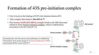 Translation - prokaryotes and eukaryotes | PPTX