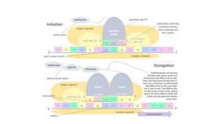 TranslationComponents Of Protein Synthesis, Genetic Code and Protein ...