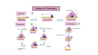 TranslationComponents Of Protein Synthesis, Genetic Code and Protein ...
