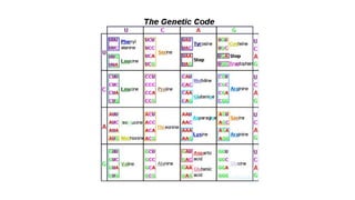 TranslationComponents Of Protein Synthesis, Genetic Code and Protein ...
