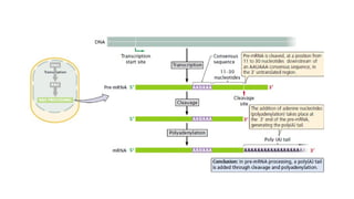 TranslationComponents Of Protein Synthesis, Genetic Code and Protein ...