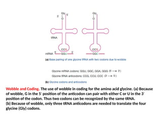 translation in prokaryotes and eukaryotes | PPT